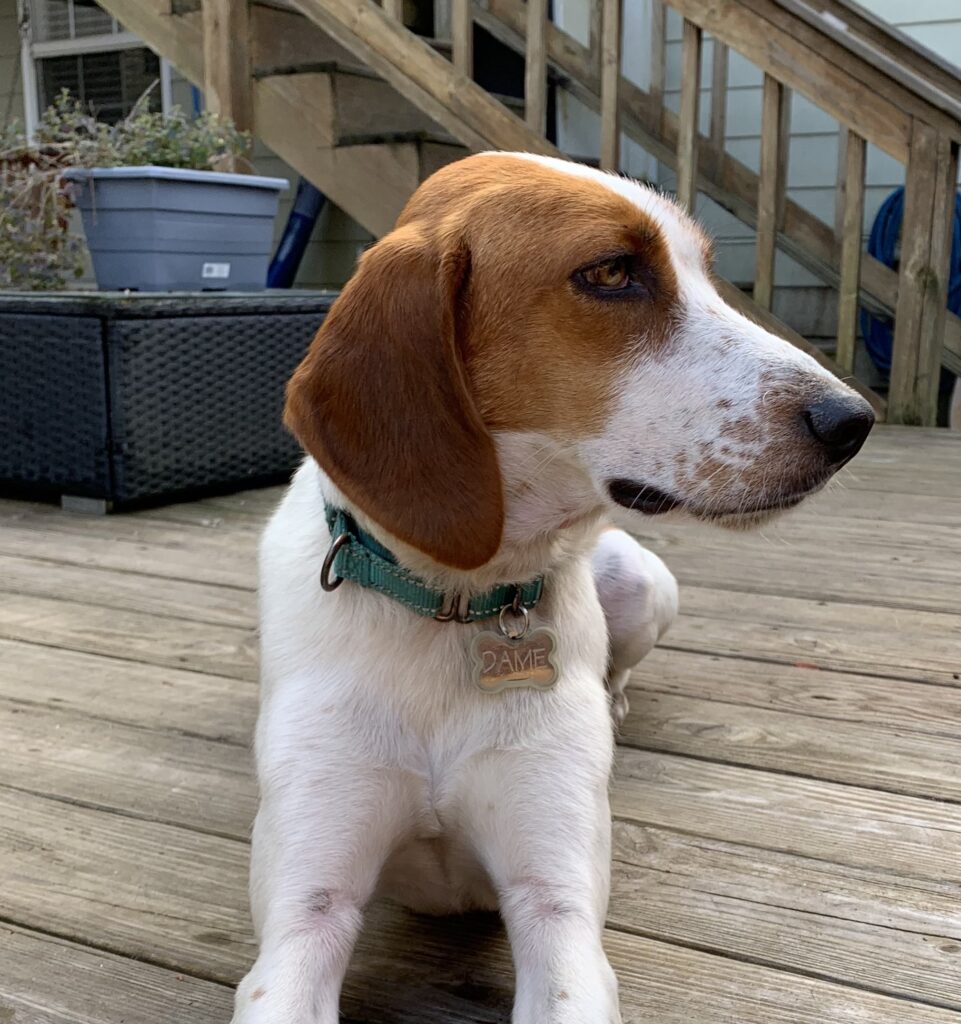 Todo lo que debes saber sobre el American Foxhound: características ...