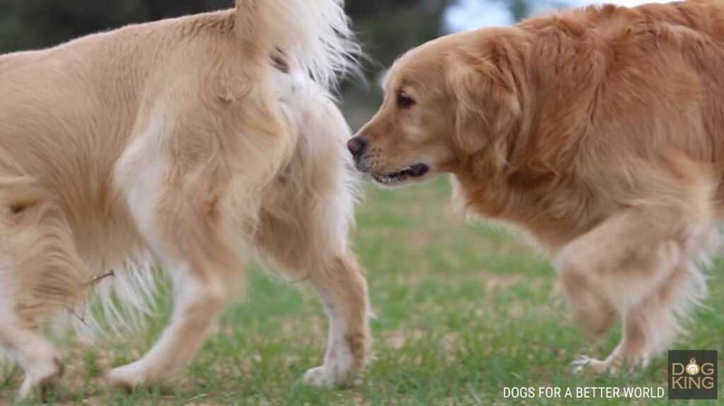 El proceso de apareamiento en perros: todo lo que necesitas saber ...