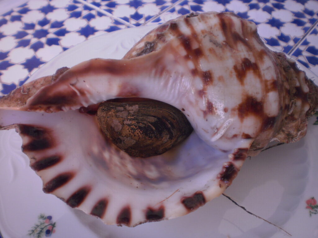 Tipos de Caracolas de Mar: Conoce las Especies más Comunes - Todo sobre ...