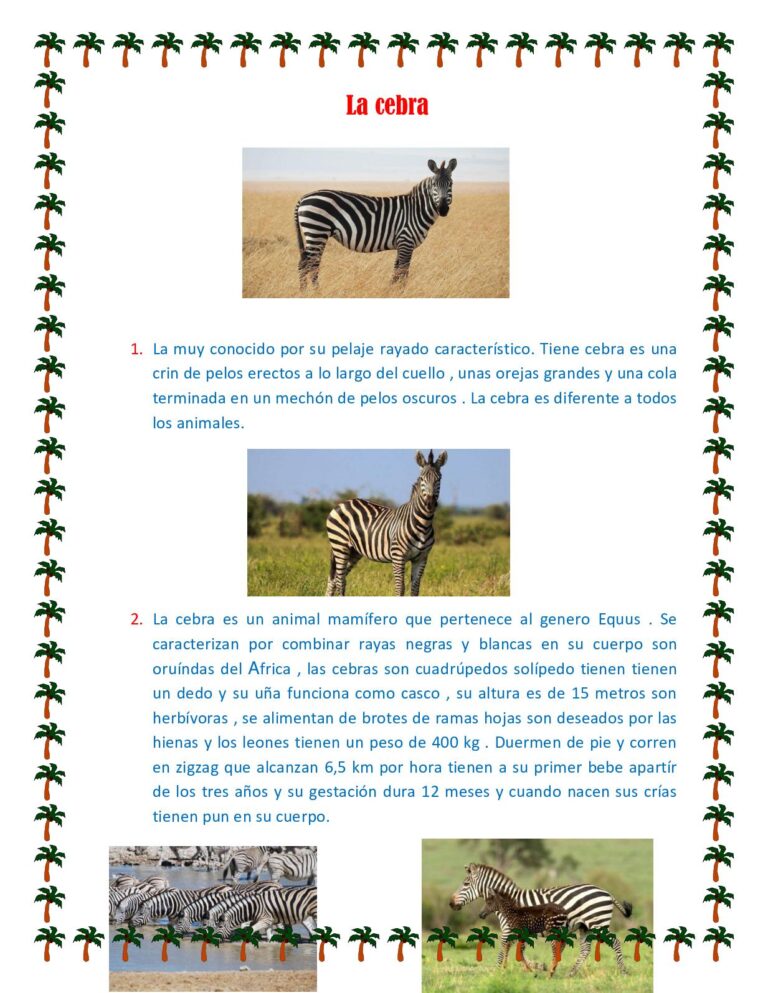 Todo lo que debes saber sobre la alimentación de las cebras: ¿Qué comen ...