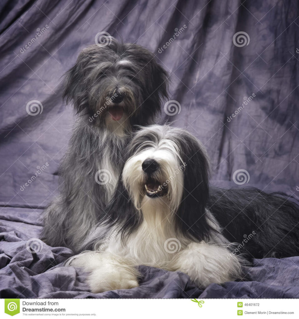 Descubre las características del Collie Barbudo, una raza única y ...