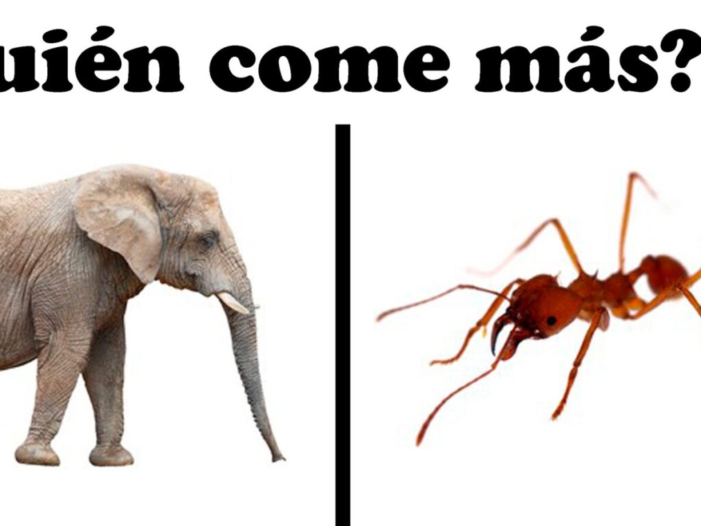 Descubre la dieta de los elefantes: ¿qué comen estos majestuosos ...