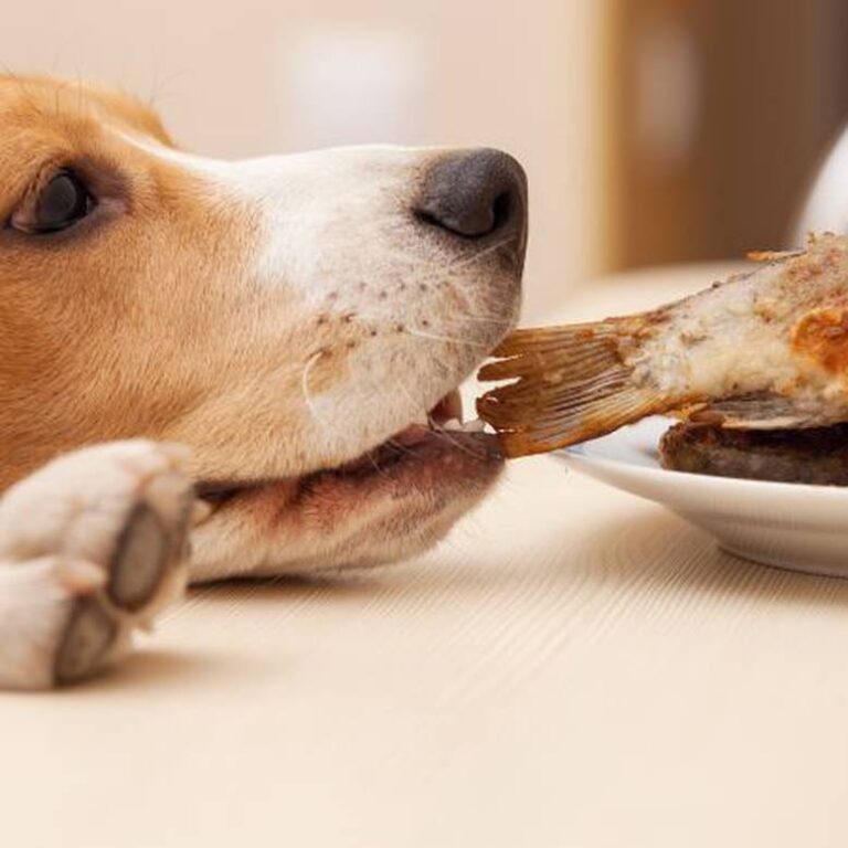 Tipos de granos en perros: Causas, síntomas y tratamiento. - Todo sobre ...