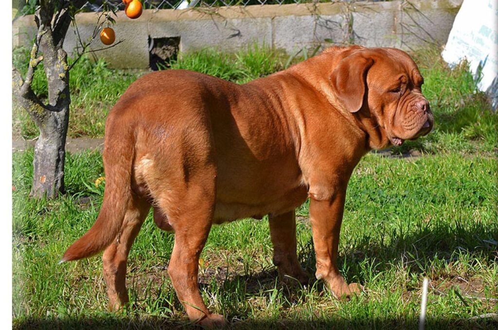 Conoce todo sobre el Dogo de Burdeos: características, cuidados y ...