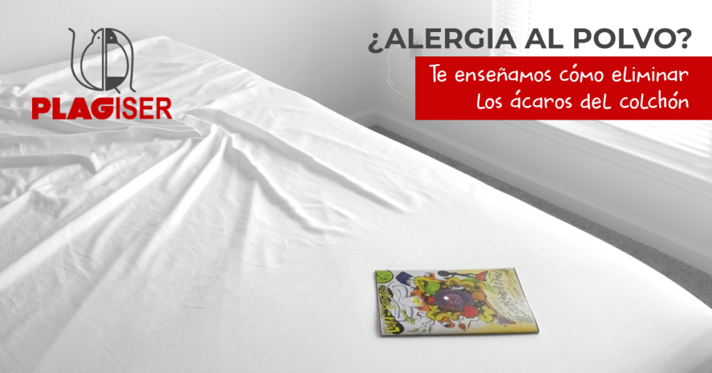 Tratamiento casero para eliminar los ácaros en gatos - Todo sobre tu ...