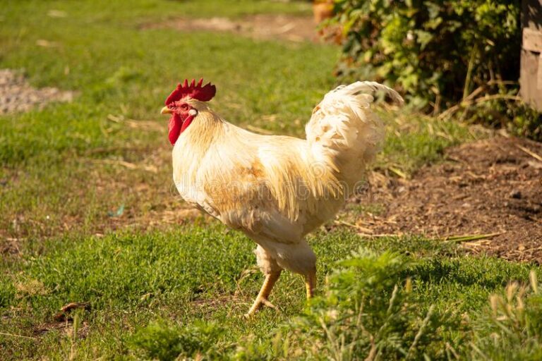 Diferencia entre gallos y gallinas - Todo sobre tu mascota