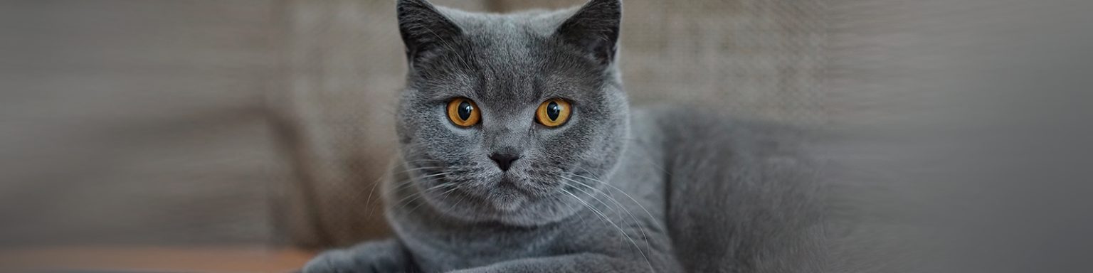 Gato Cartujo: Historia, características y cuidados de la raza Chartreux ...