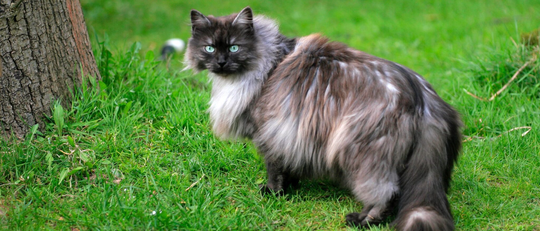 Gato Nebelung: características, cuidados y curiosidades de esta hermosa ...