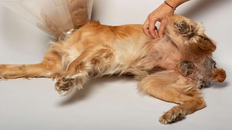 Hernia Perineal en Perros: Causas, Síntomas y Tratamiento - Todo sobre ...