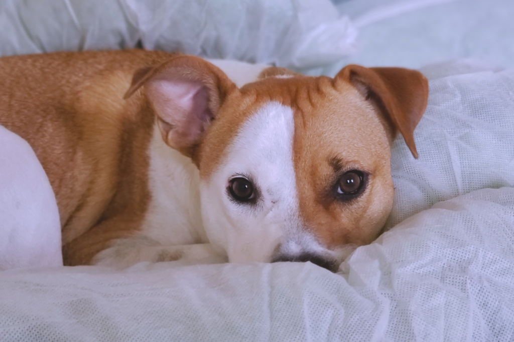 Tratamiento efectivo contra los hongos en perros - Todo sobre tu mascota