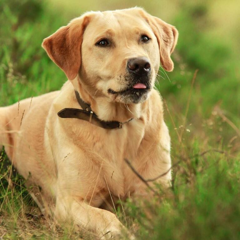 El Labrador Retriever: características, cuidados y curiosidades - Todo ...