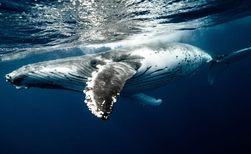 Descubre la dieta de las ballenas: ¿Qué comen estos gigantes del mar ...