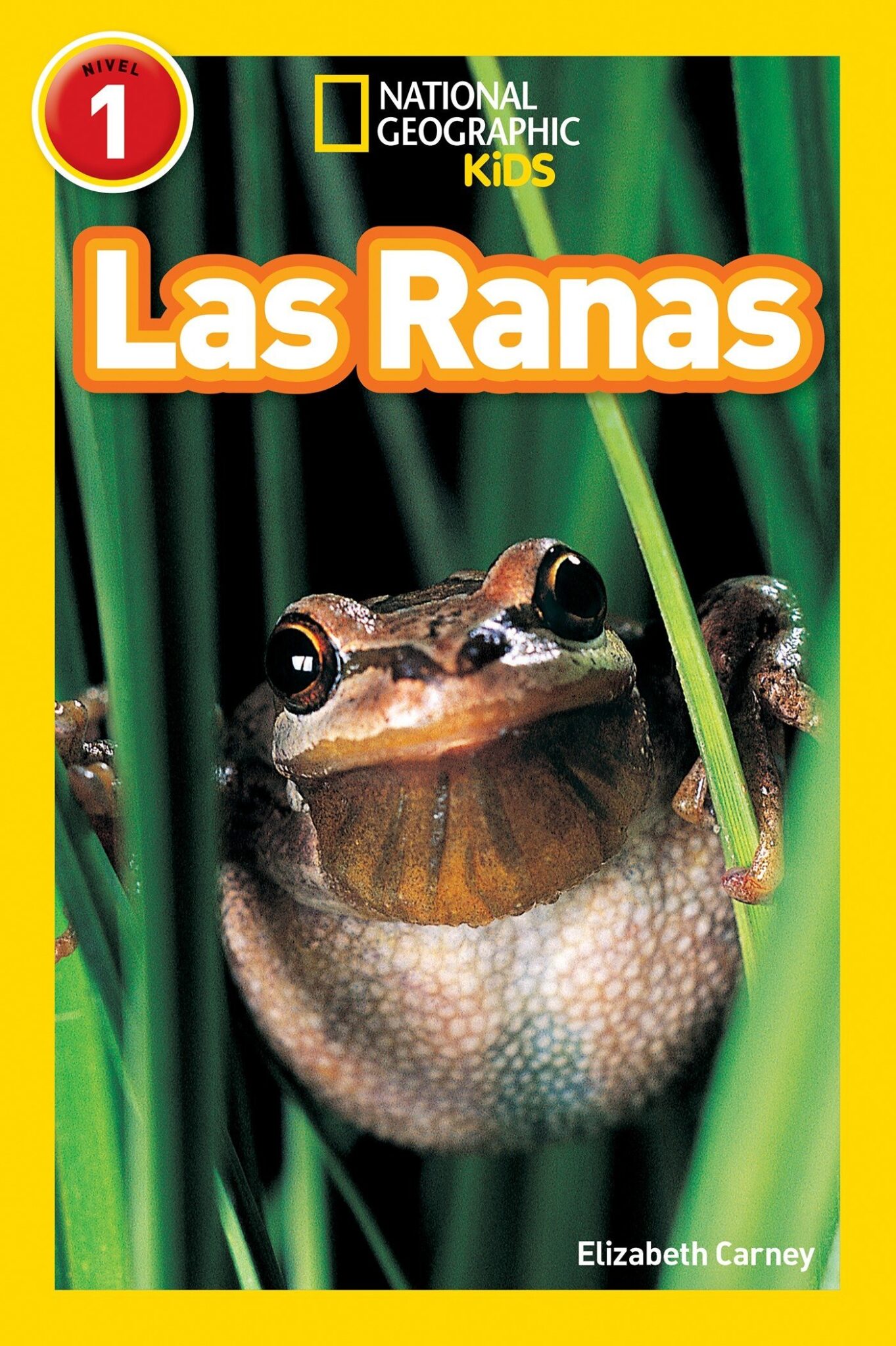¿Qué comen las ranas? Descubre su dieta y hábitos alimenticios - Todo ...
