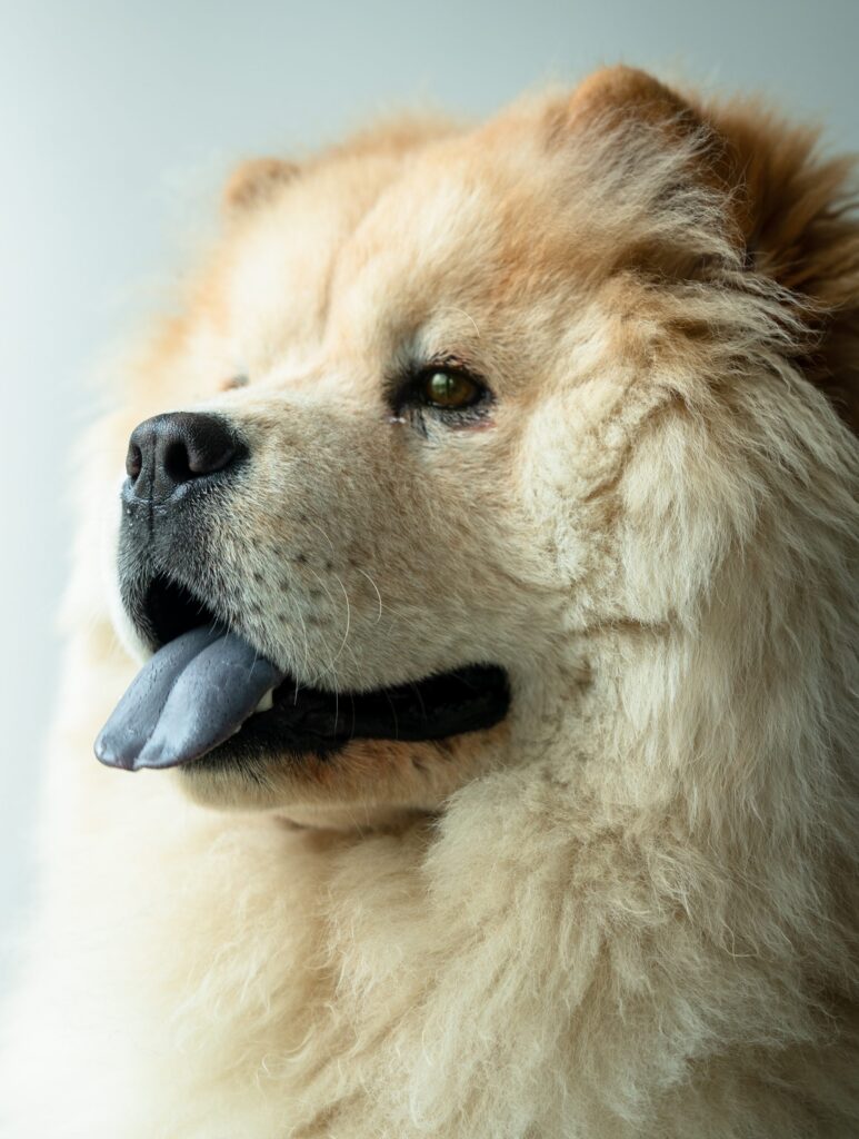 ¿Por qué los Chow Chow tienen la lengua azul? Descubre el misterio ...