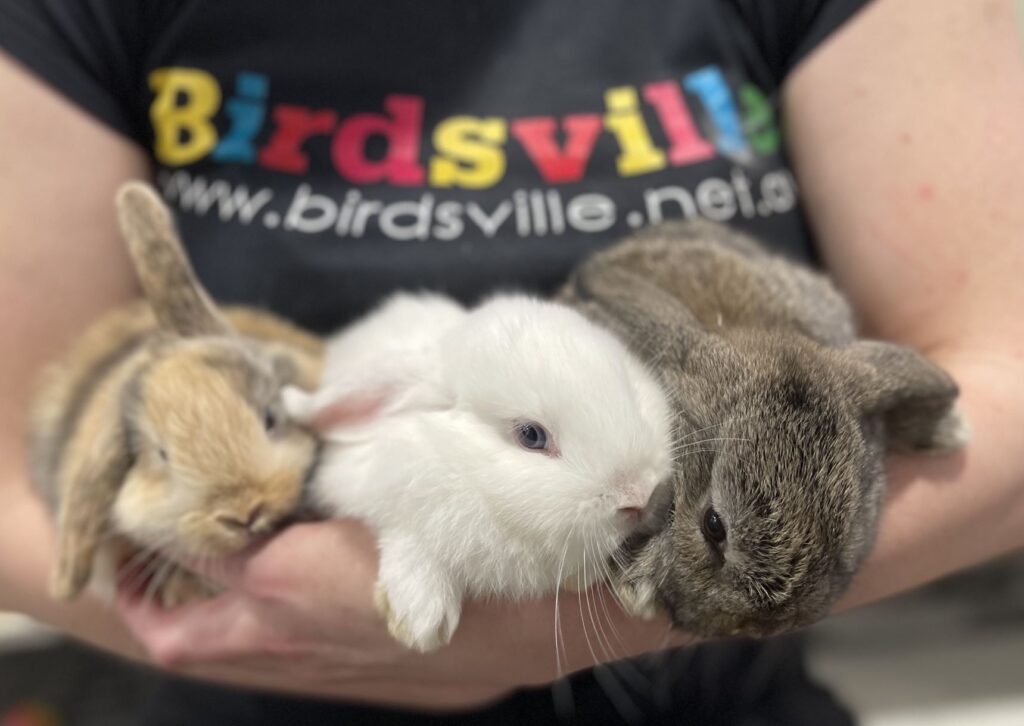 Conejo Mini Lop Adulto: Características, cuidados y todo lo que ...