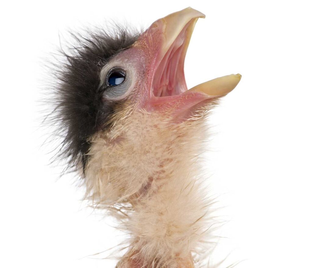 ¿Sabías que los pollitos pueden tardar más de 21 días en eclosionar ...