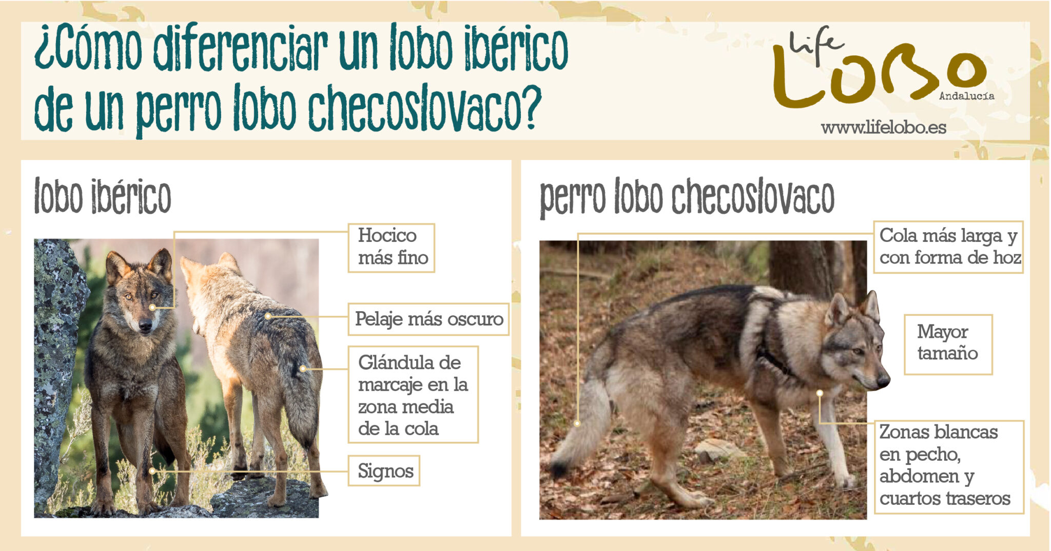Todo sobre la cautivadora especie de perro lobo: características y ...