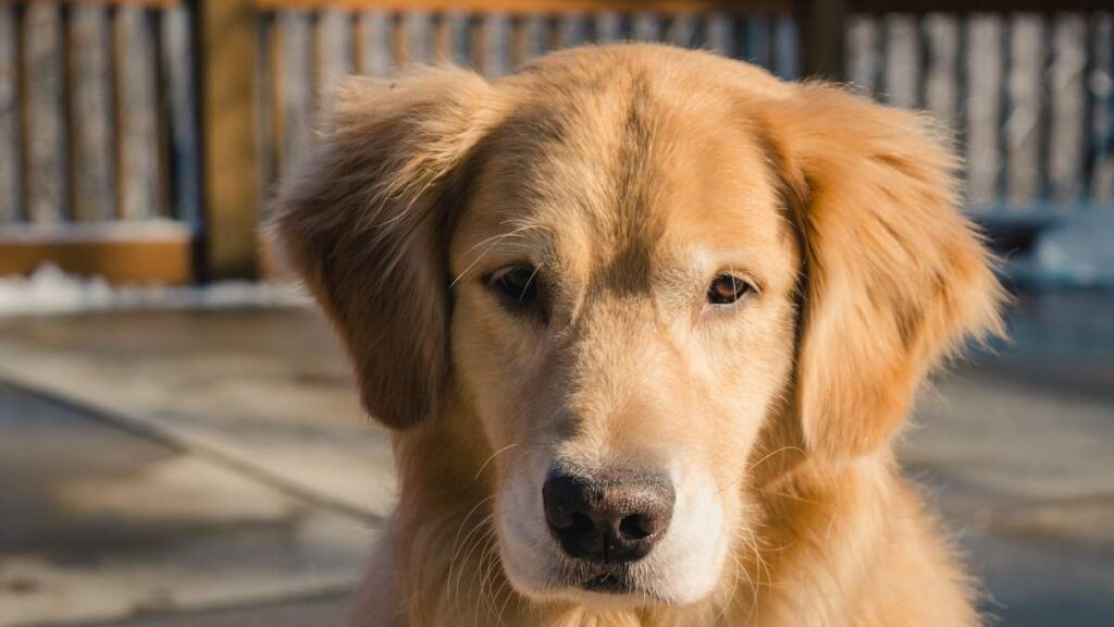Causas comunes por las que tu perro puede estar sangrando por el ano ...