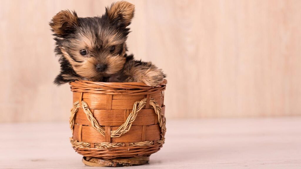Todo lo que necesitas saber sobre la raza de perro tazita de té - Todo ...