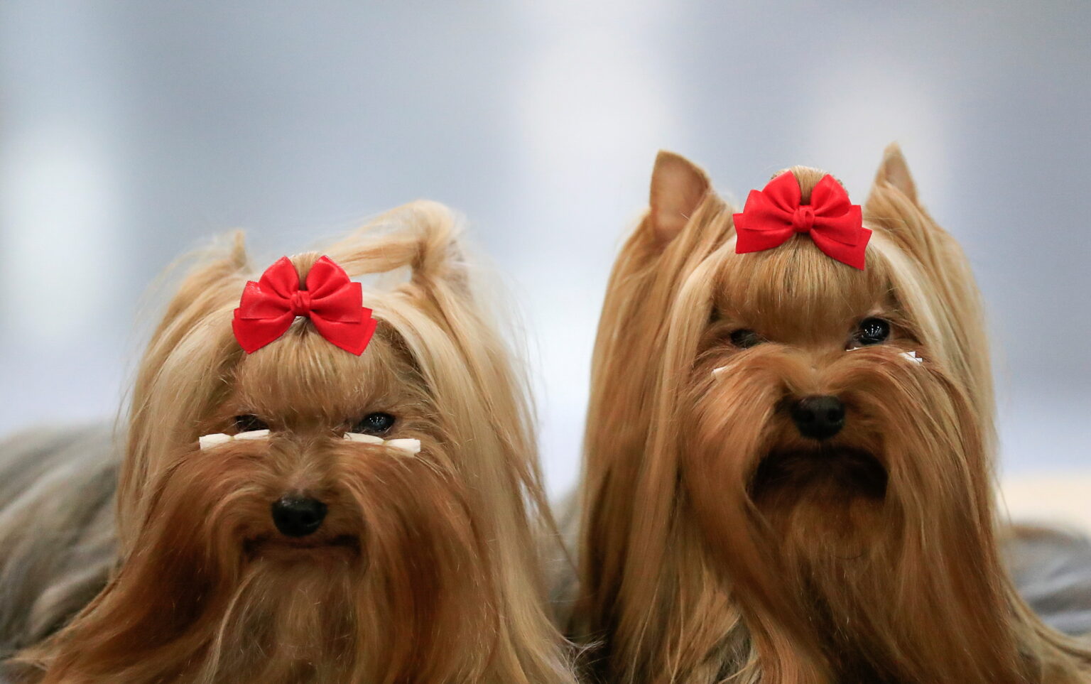 Conoce las razas de perros con orejas largas y sus particularidades ...