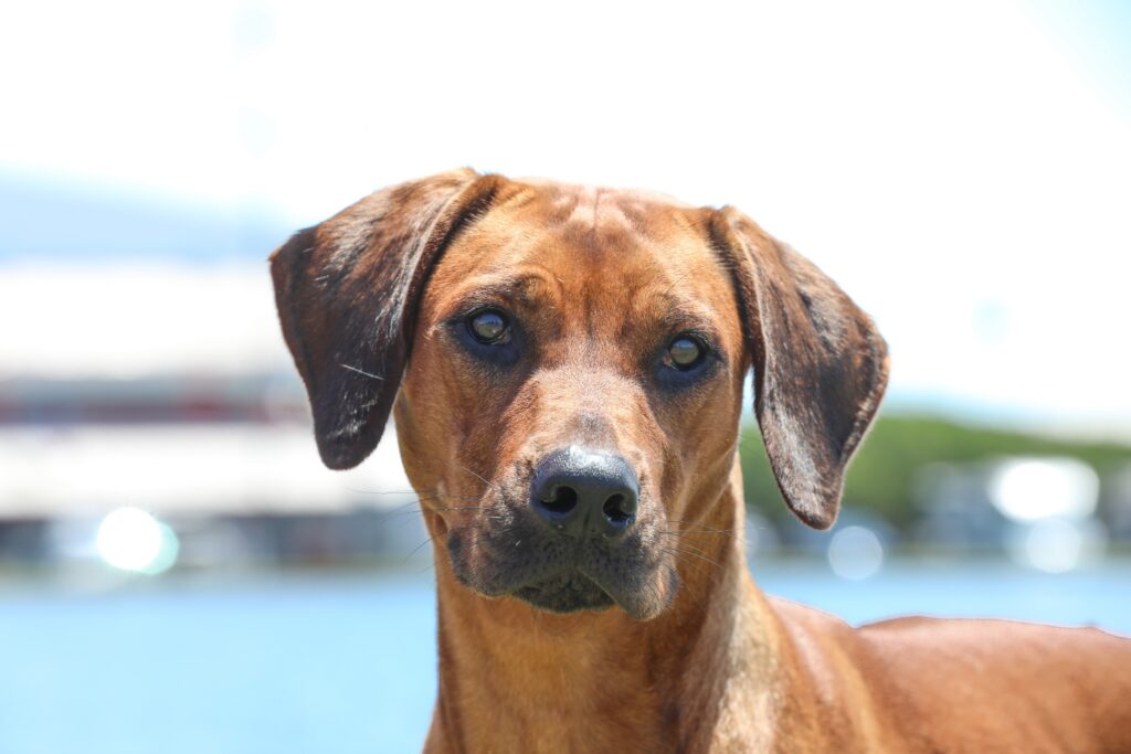 Conoce todo sobre el Rhodesian Ridgeback: una raza de perro valiente y ...