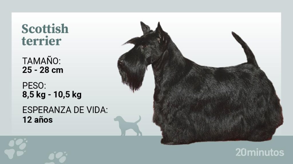 El Scottish Terrier: características, cuidados y curiosidades que debes ...