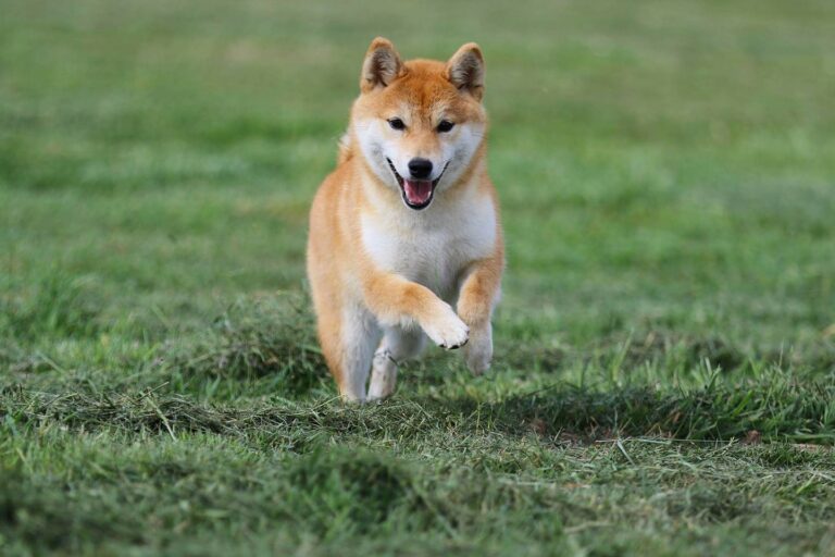 Descubre Todo Sobre La Fascinante Raza De Perros Shiba Inu Todo Sobre