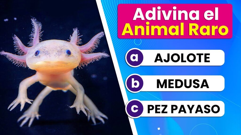 Descubre al animal más extraño del mundo: El axolotl - Todo sobre tu ...