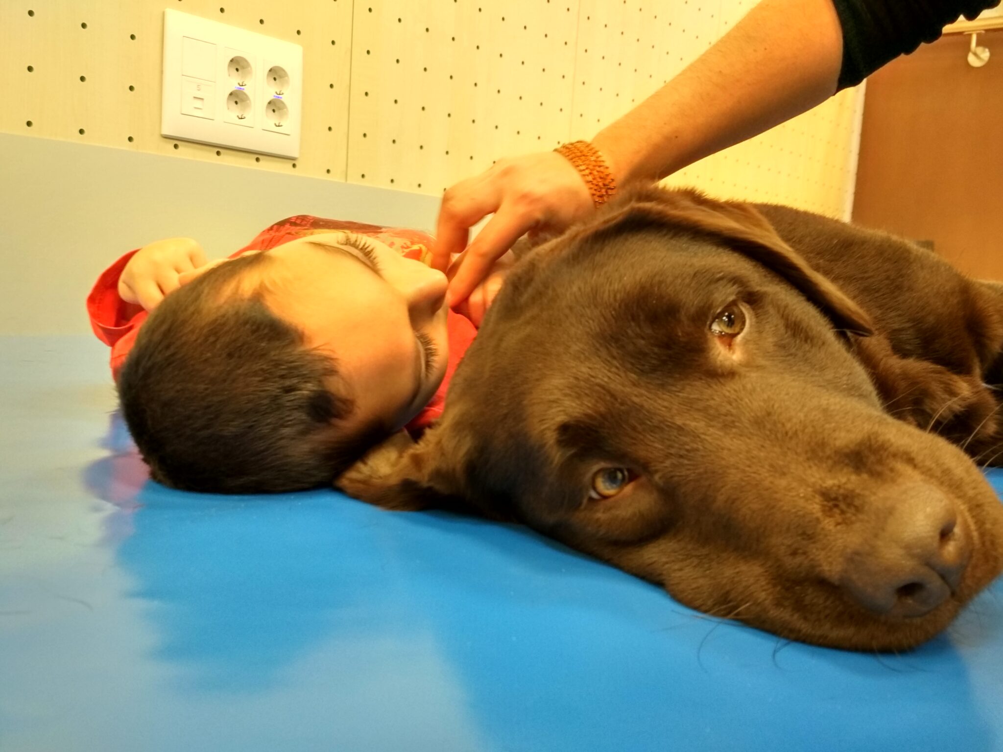La parálisis en perros: una peligrosa consecuencia de la intoxicación ...