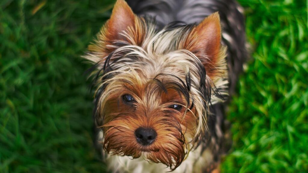 Conoce las especies representativas de perros miniatura: ¡Adorables y ...