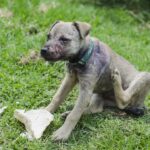¿Qué saber sobre el pene de un perro? Información esencial para dueños ...