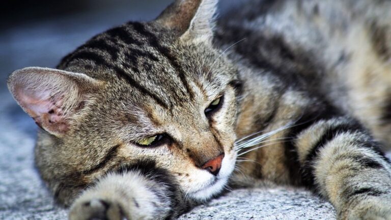 Síntomas de la rabia en gatos: cómo identificarla a tiempo. - Todo ...