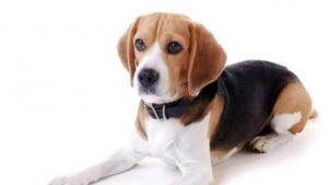 ¿Por qué mi perro caga tanto? Causas y soluciones para este problema ...